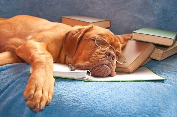 Helping Your Dog Cope with Reopening the Country and Returning to Work ...