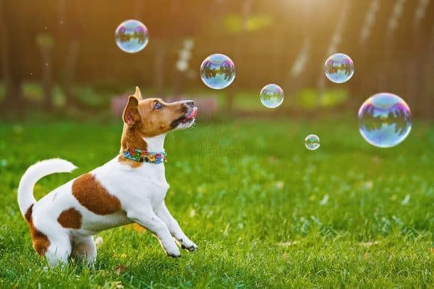 9 Summertime Safety Tips for Pet Parents – The Dogington Post