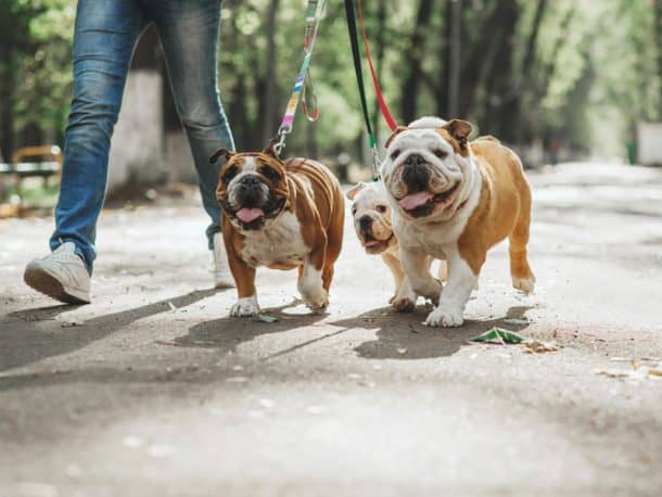 Tips and Tools to Stop Your Dog from Pulling the Leash – The Dogington Post