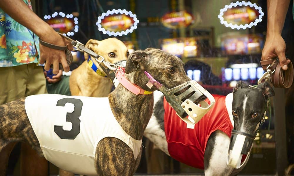 Arkansas To Phase-Out Greyhound Racing by End of 2022 – The Dogington Post