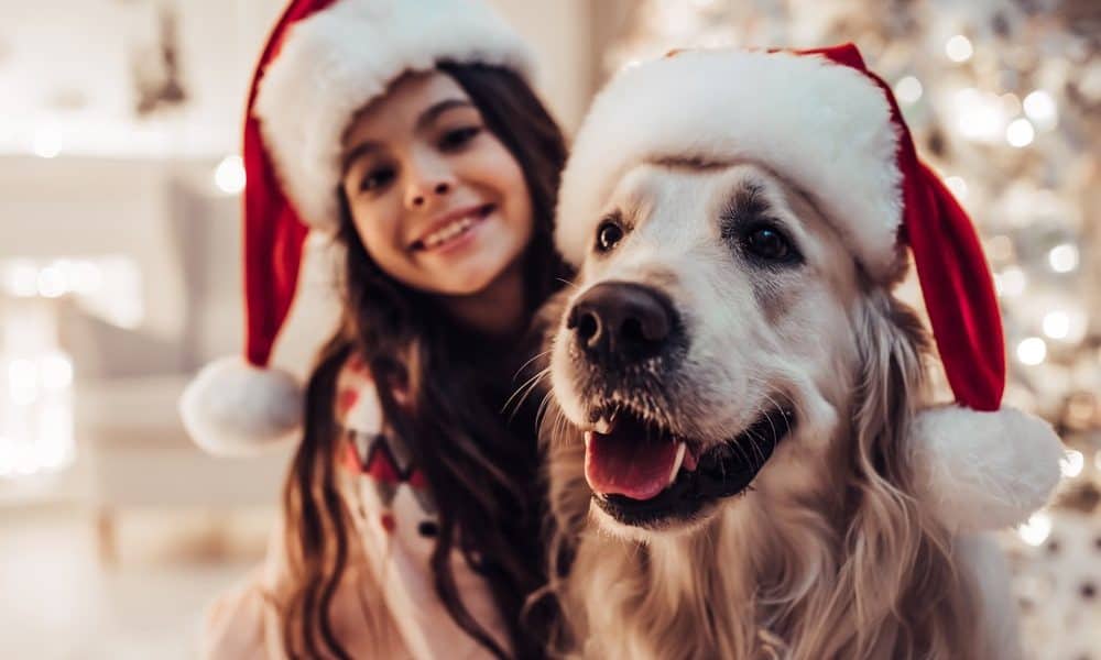 The 60 Greatest Movies Starring Dogs – The Dogington Post