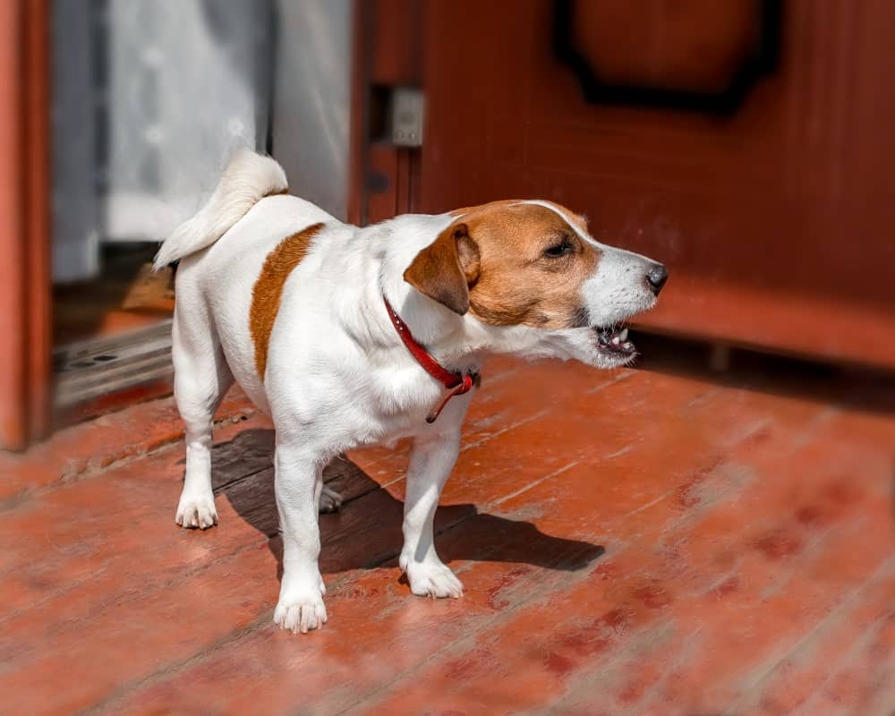 Why Dogs Bark (And How to Make Them Stop!) – The Dogington Post