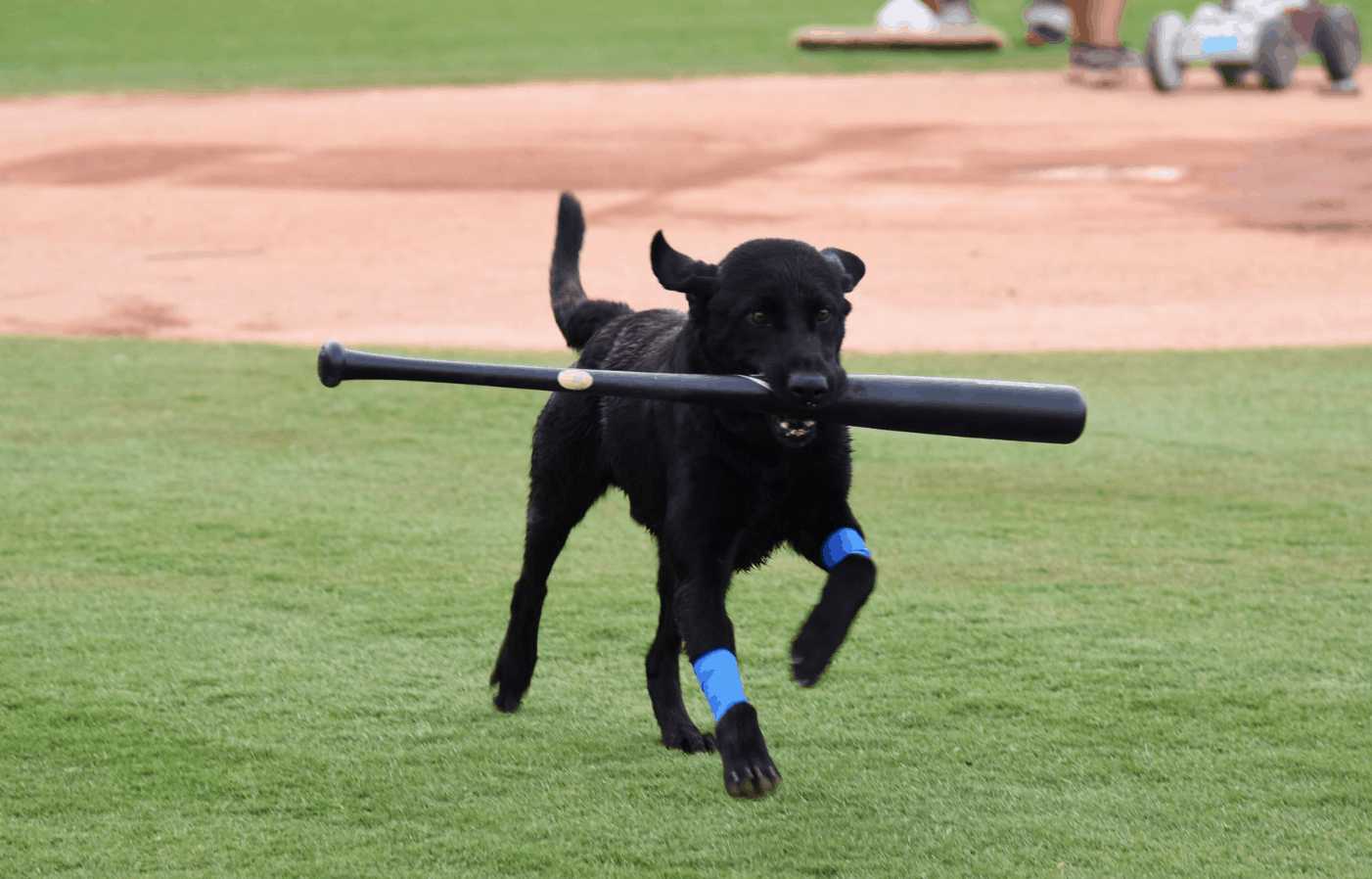 Strikeout! Umpire Gets Booed For Not Letting Bat Dog Fetch Bat - The ...