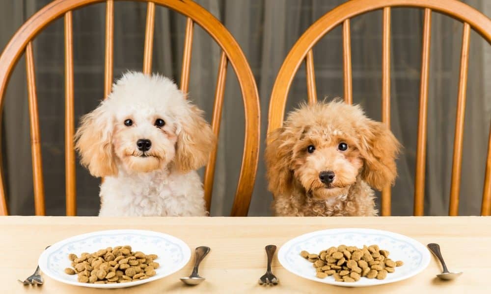 Three Key Reasons Your Dog Should Go “Meat First” – The Dogington Post