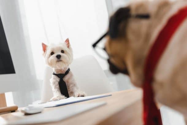 Starting a Pet Business? Tips to Ensure Success – The Dogington Post