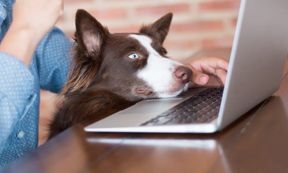 Best Amazon Prime Day Deals for Dogs – The Dogington Post