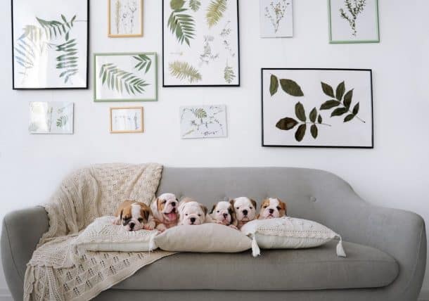 3 Interior Design Tips for a Fashionable, Functional Dog-Friendly Home ...