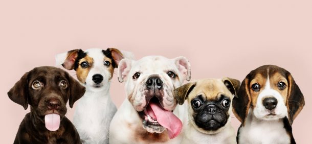 This Infographic Visualizes Dog Breeds Ranked by Temperament – The ...