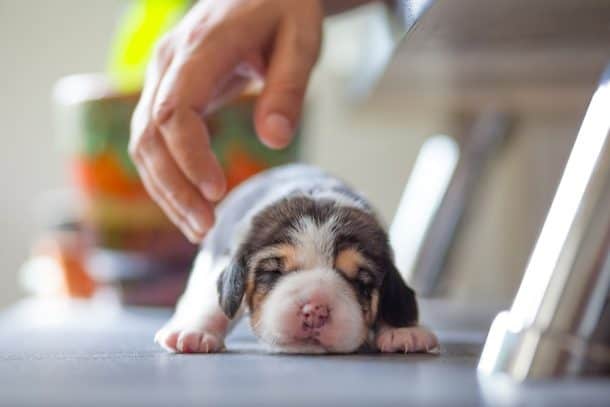Swimmer Puppy Syndrome: Everything You Need to Know – The Dogington Post