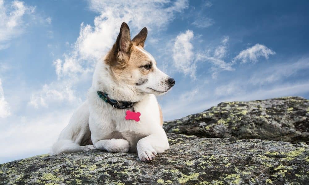Bella is the Top Dog Name of the Decade – The Dogington Post