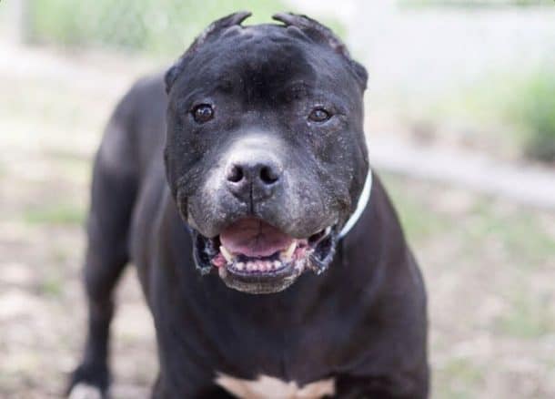 The 12 Dogs of Christmas: Meet Enzo, a Mellow Guy Looking for Snuggles ...