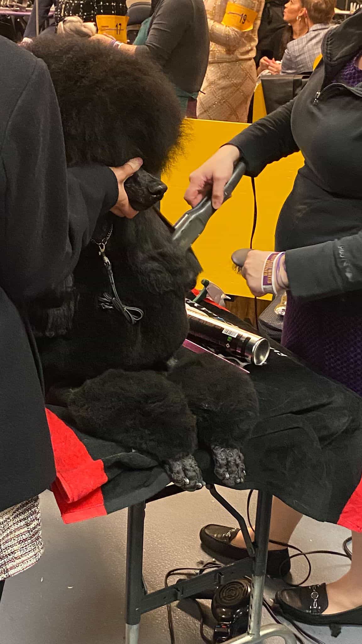 Behind the Scenes at Westminster: Dog Show Curiosities, Secrets, and ...