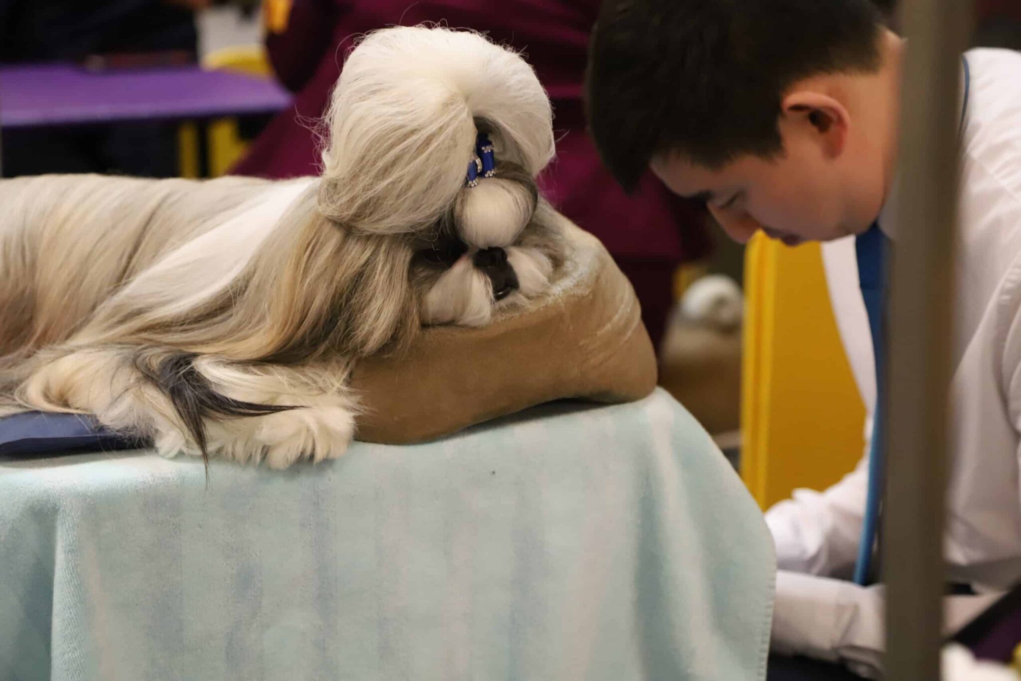 Behind the Scenes at Westminster: Dog Show Curiosities, Secrets, and ...