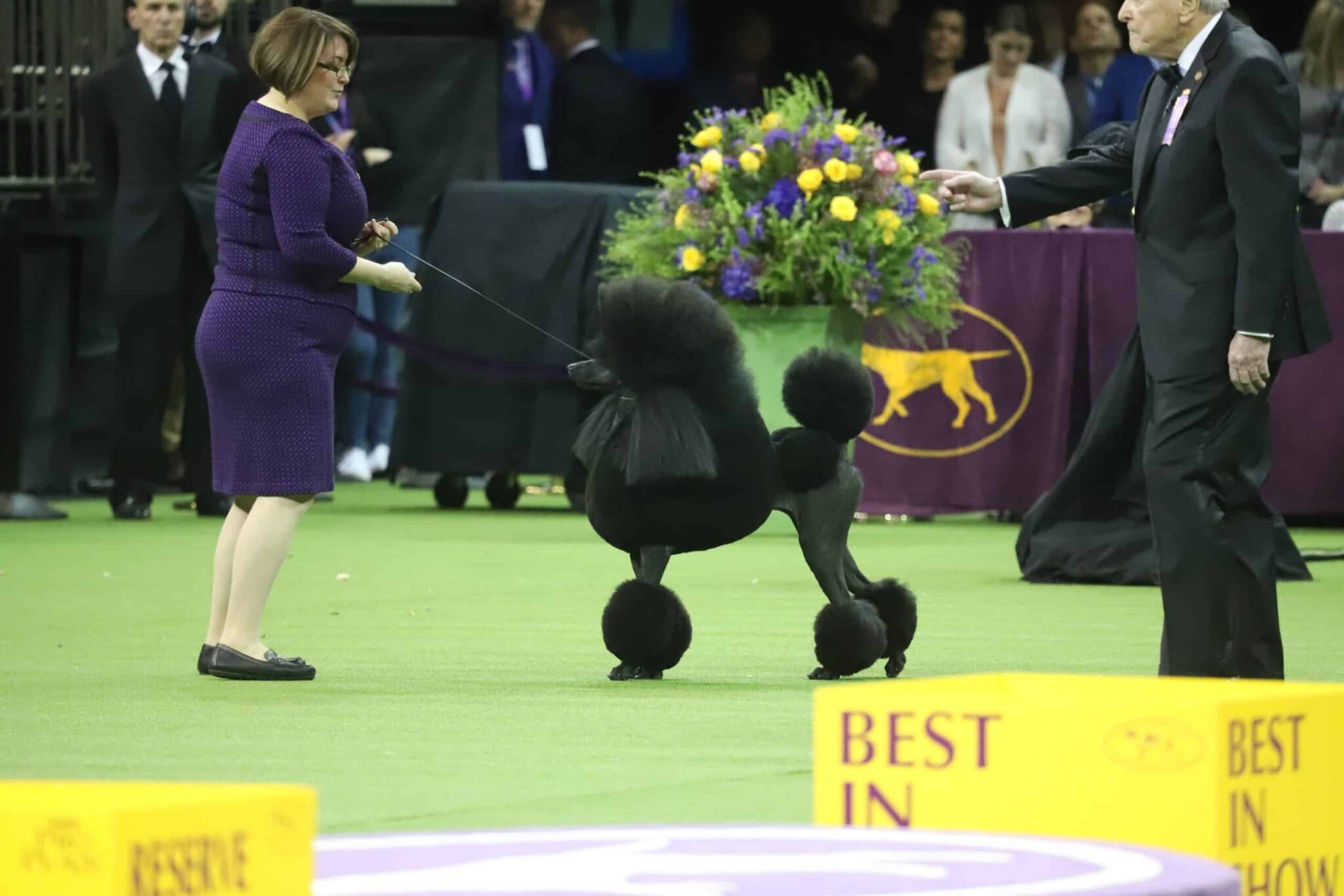 Behind the Scenes at Westminster: Dog Show Curiosities, Secrets, and ...