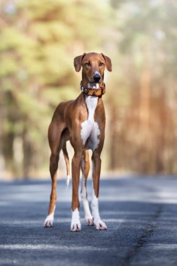 Ancient Hunting Breed, the Azawakh, to Compete For the First Time at ...
