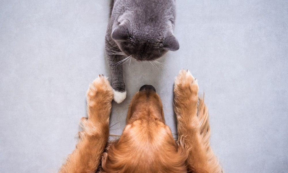 How to Introduce a Cat to a Dog (And Keep the Peace in the Home!) – The ...