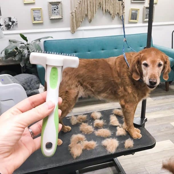 3 Easy At-Home Techniques for Maintenance Between Grooming Appointments ...