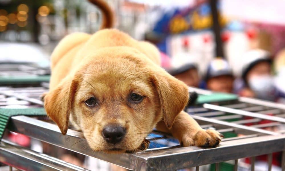 Undercover Video Exposes Severe Cruelty Inside China's Yulin Dog Meat ...