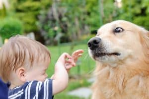 3 Tips That Will Teach Kids to Be Safe Around Dogs – The Dogington Post