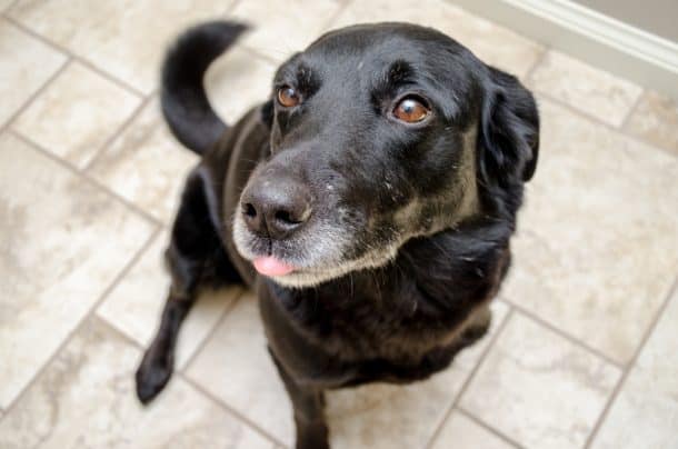 What To Do About Happy Tail Syndrome – The Dogington Post
