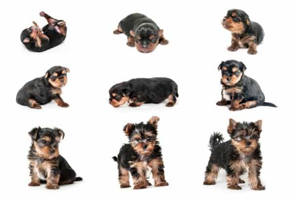 The Many Stages of Puppyhood (And How to Handle Each) – The Dogington Post