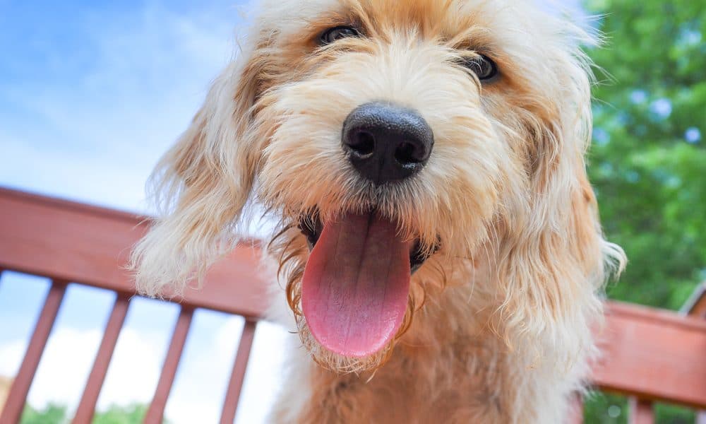 Tips for Understanding Your Dog’s Mood – A Guide For A Happy Pup – The ...