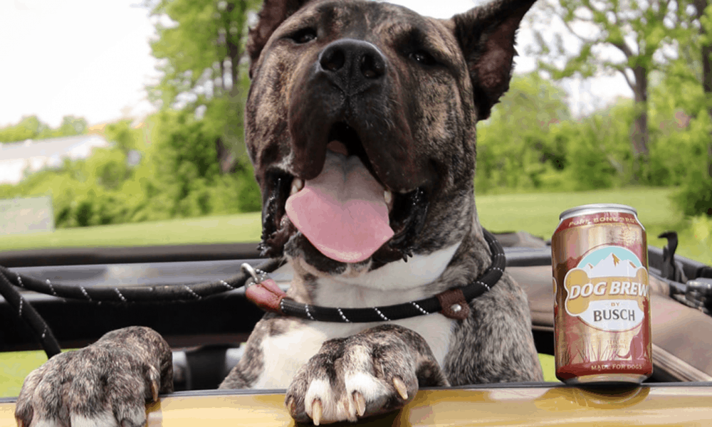 Very Good Boy Becomes Top Dog as Busch’s ‘Chief Tasting Officer’ for ...