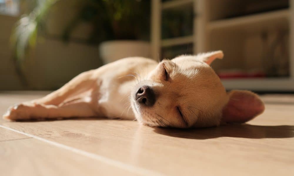 How to Create a Relaxing Sunroom for Your Dog – The Dogington Post