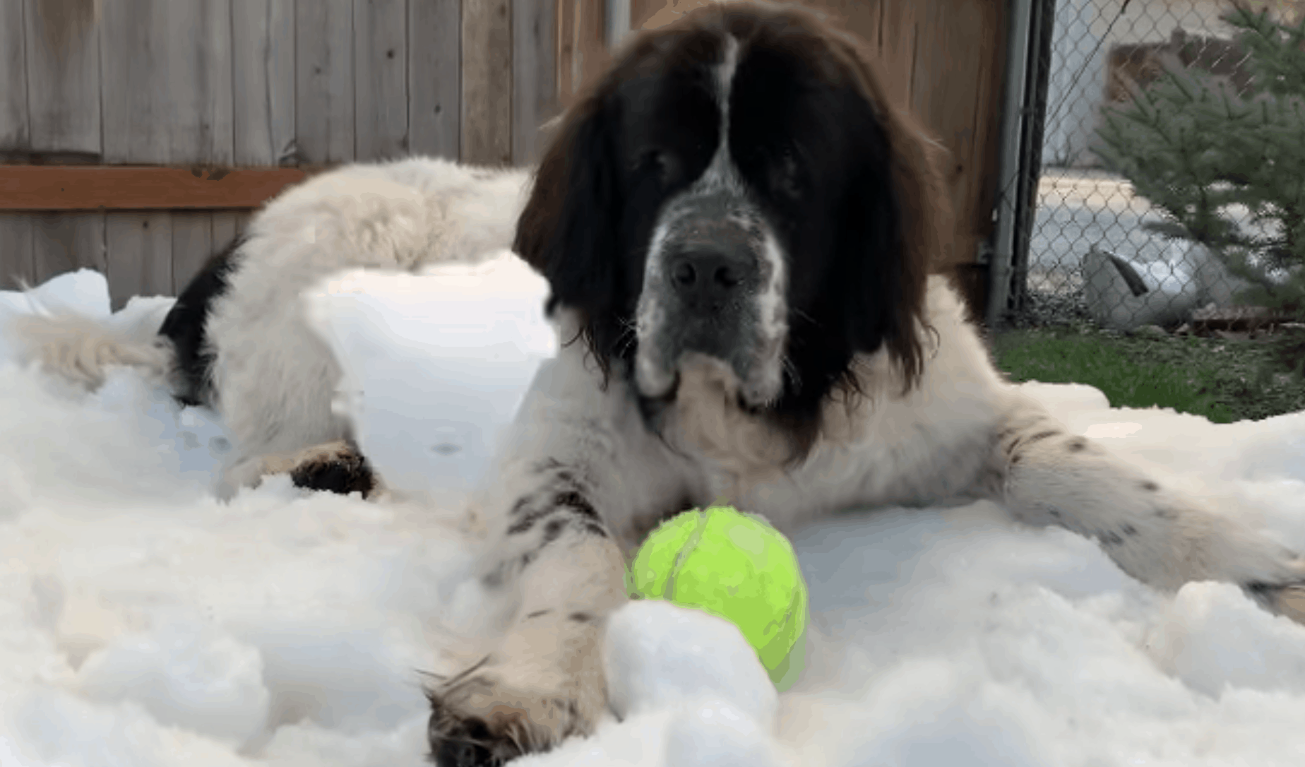 Ice Skating Center Makes Gallons of Snow to Fulfill Dying Dogs Bucket List