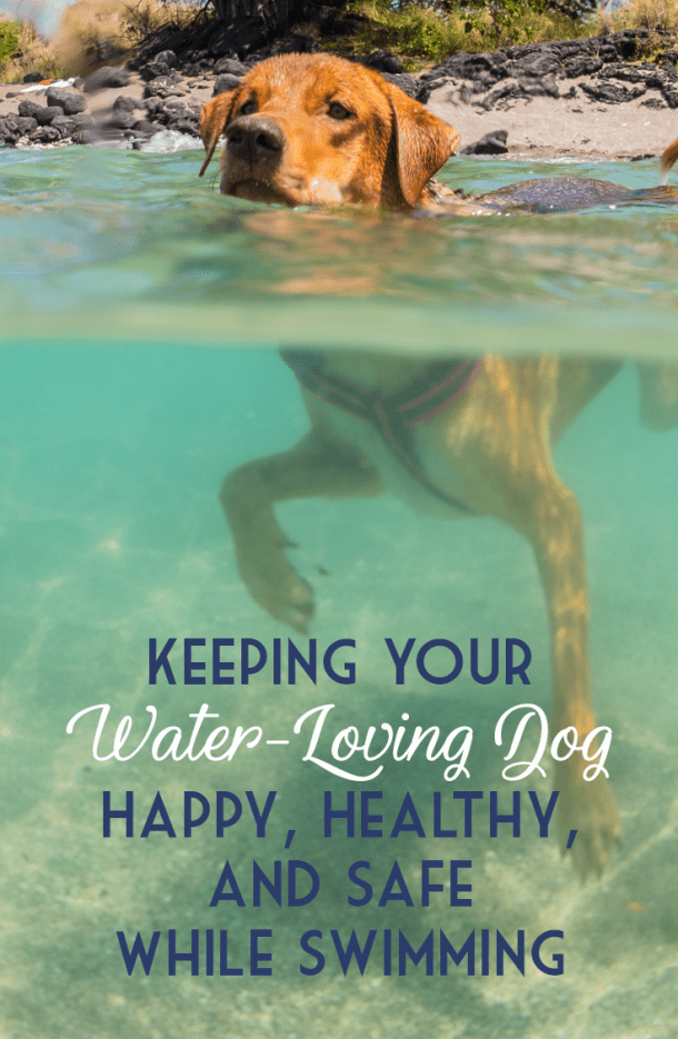 Tips for Keeping Your Dog Happy, Healthy, and Safe in the Water – The ...