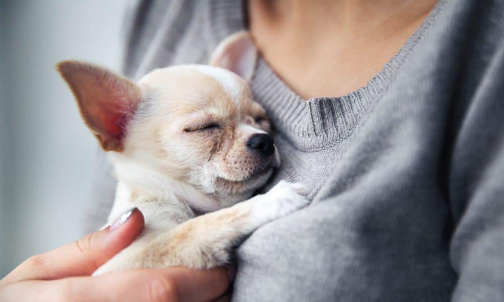 How Dogs Can Help Cancer Patients Both Physically and Emotionally – The ...