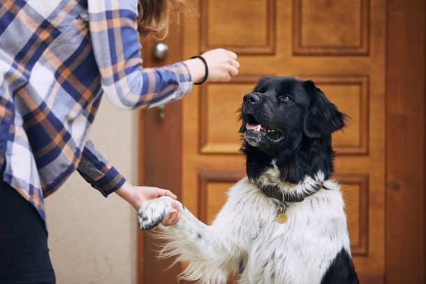 How I Dog Trained My Husband – The Dogington Post