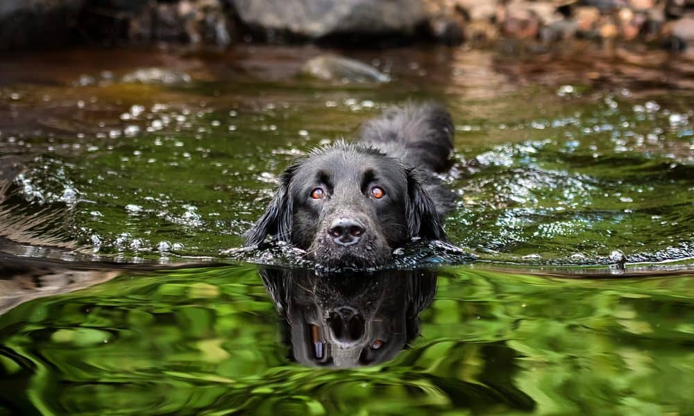 Tips for Keeping Your Dog Happy, Healthy, and Safe in the Water – The ...