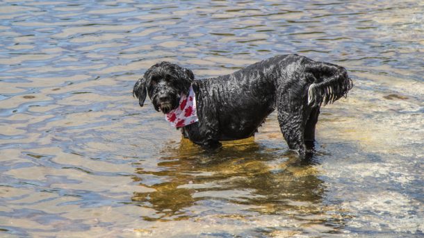 Tips for Keeping Your Dog Happy, Healthy, and Safe in the Water – The ...