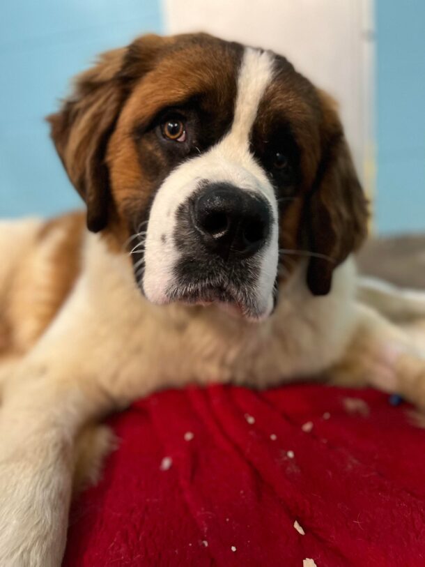 Saint Bernard Miraculously Survives 20-Foot Jump – The Dogington Post