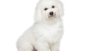 10 Things You Probably Didn't Know About Bichon Frise Dogs - The ...