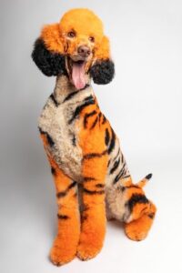 Poodle Undergo Unique Transformations as Film Characters – The ...