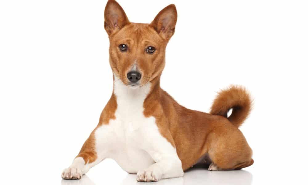 Dog Breeds That Rarely Bark – The Dogington Post