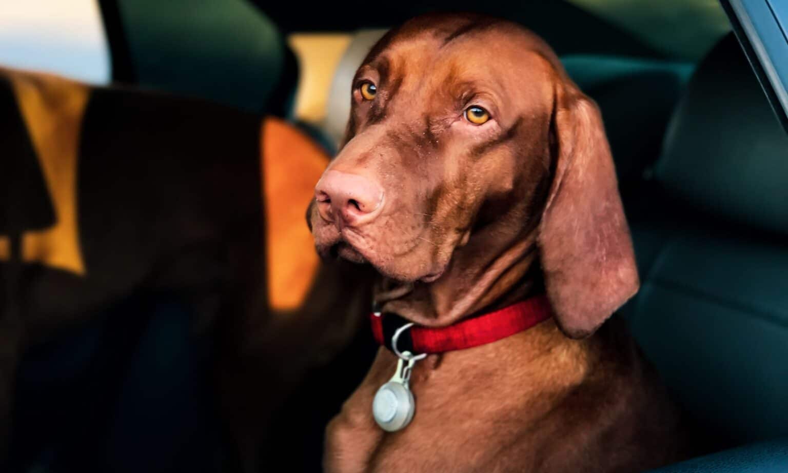 How To Clean Dog Poop From Various Surfaces – The Dogington Post