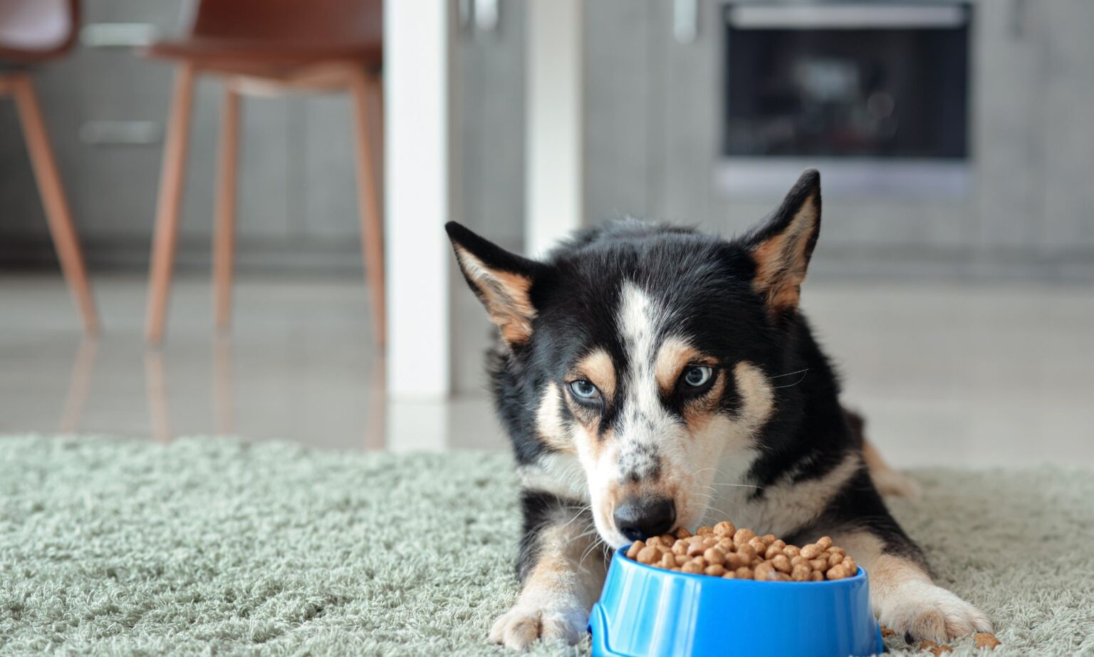 Improper Pet Food Bowl Handling Can Have Negative Health Effects On You ...