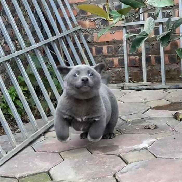 Puppy With The Appearance Of A Cat-Dog Becomes An Internet Superstar