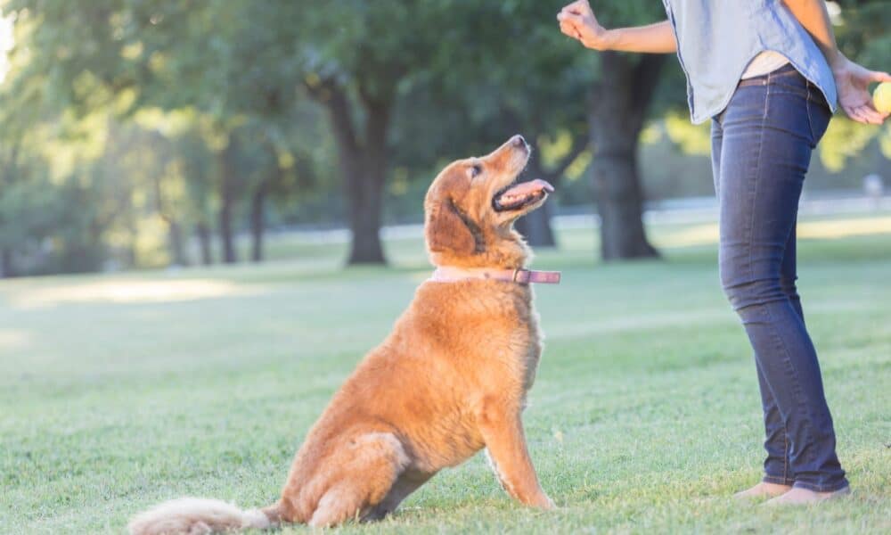A Basic Guide On Running With Your Dog – The Dogington Post