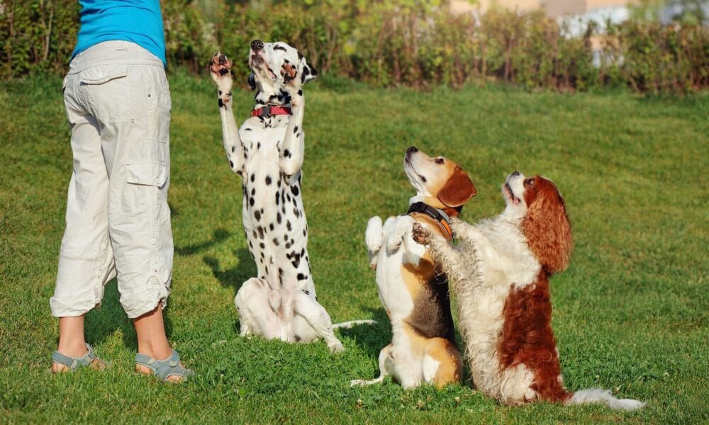 Basic Dog Obedience Training: How To Start – The Dogington Post
