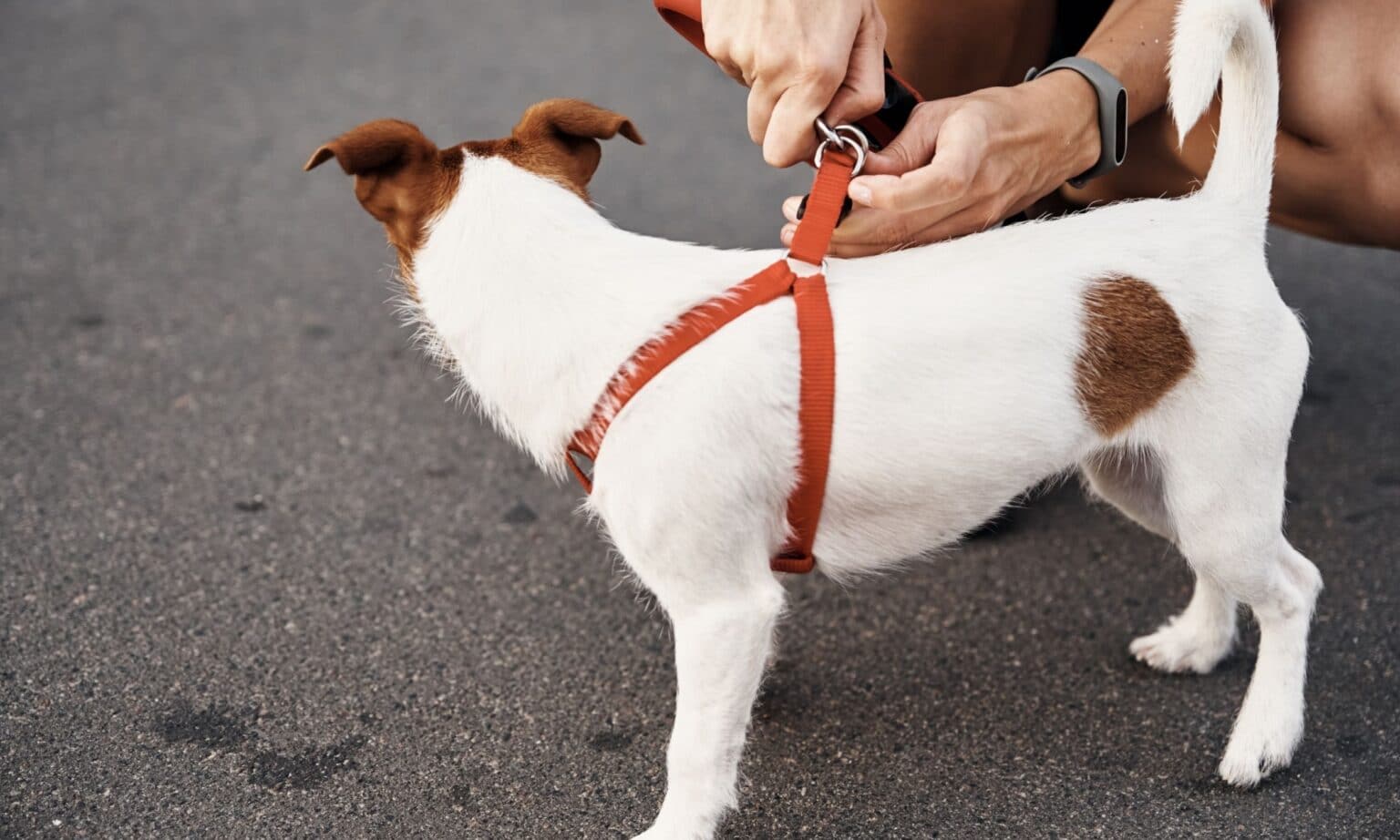 A Basic Guide On Running With Your Dog – The Dogington Post