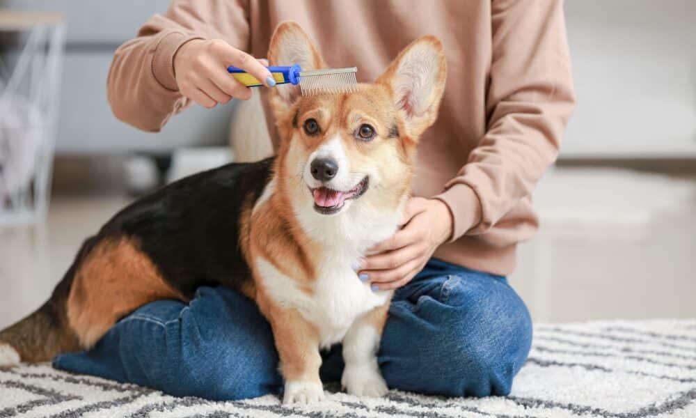 Tips On Washing Your Dog Properly – The Dogington Post