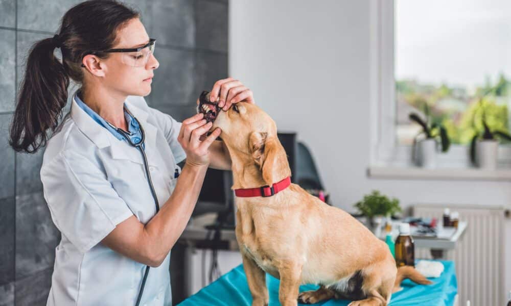 Dog Tooth Extraction Recovery: Basic Reminders For Dog Owners – The ...