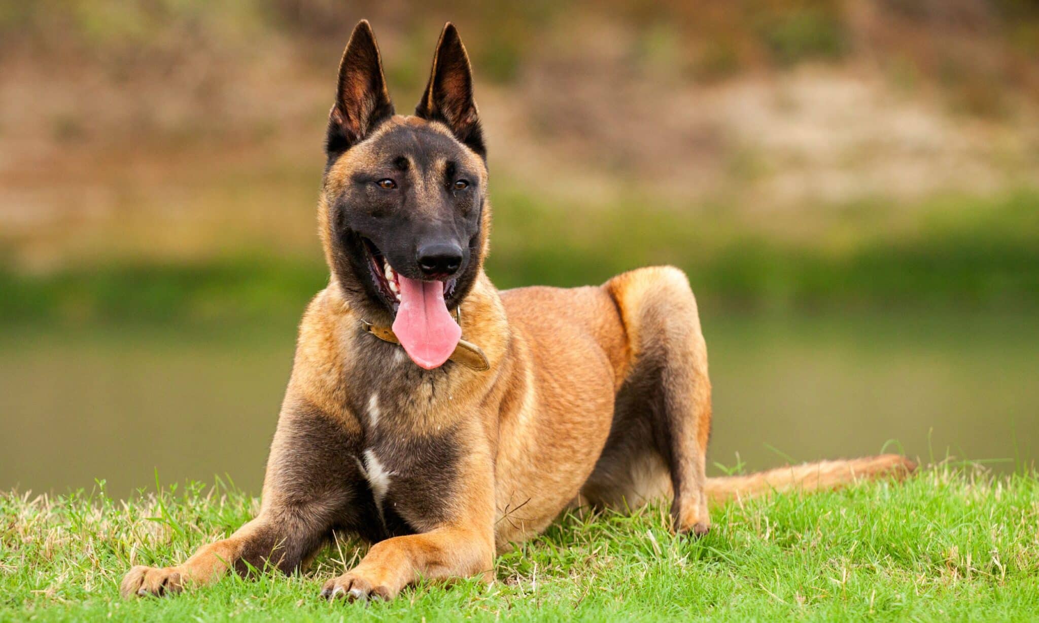 Top 9 Working Dog Breeds The Dogington Post Top 9 Working Dog Breeds The Dogington Post