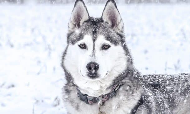 Top 9 Working Dog Breeds – The Dogington Post