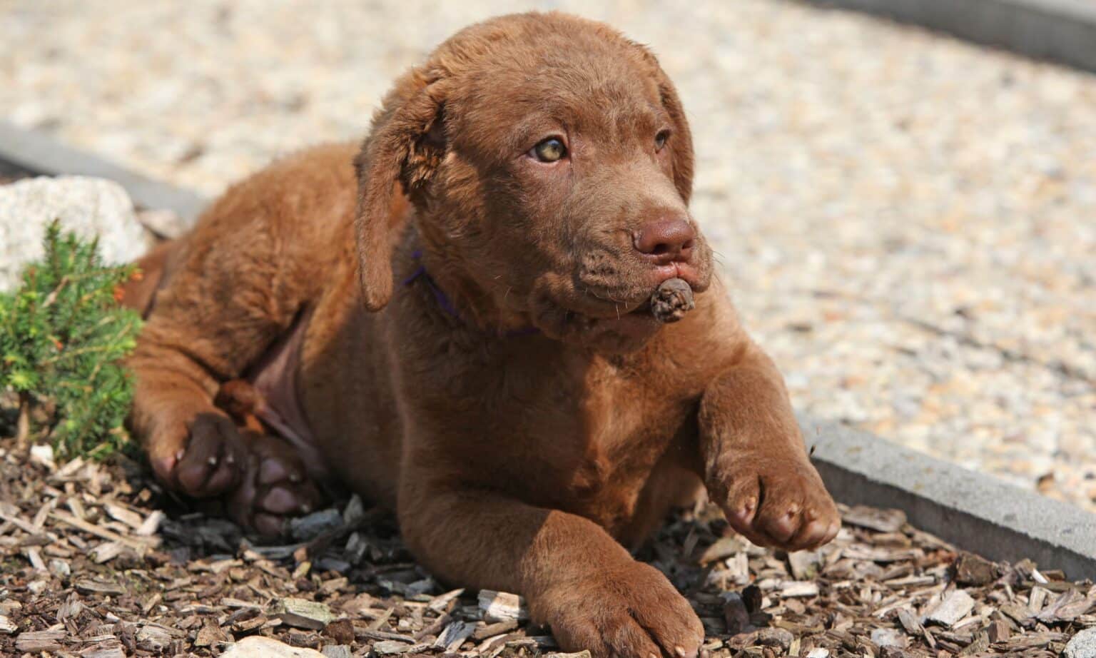 Top 5 Water Dog Breeds – The Dogington Post