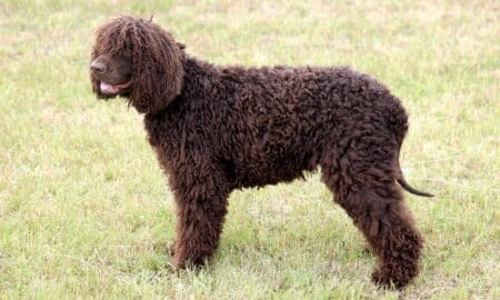 Top 5 Water Dog Breeds – The Dogington Post